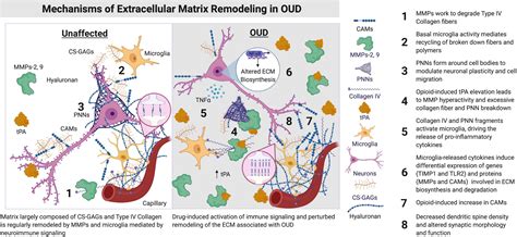 Frontiers A Glitch In The Matrix The Role Of Extracellular Matrix