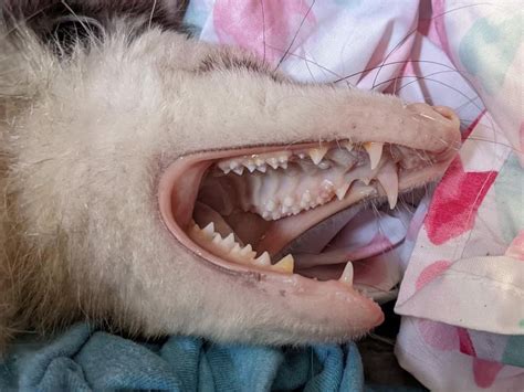 Opossum Teeth