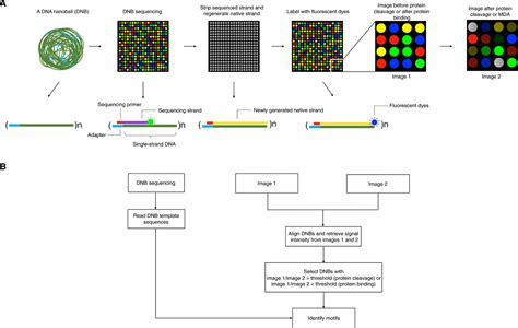 dnb based on chip motif finding a high throughput method to profile different types of protein
