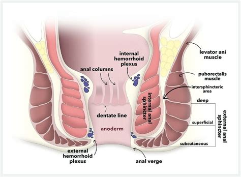 Anatomy And Embryology Of The Colon Rectum And Anus ASCRS 49 OFF