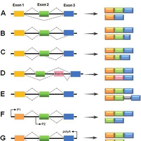 Schematic Representation Of Different Types Of Alternative Splicing 16