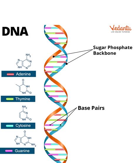 DNA Model Project Easy Methods 53 OFF Elevate In
