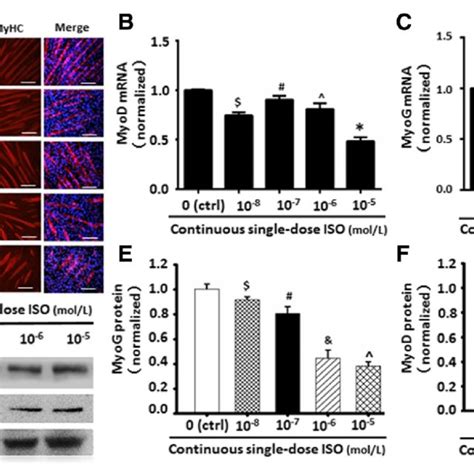 continuous single dose iso dosage dependently inhibited c2c12 cells download scientific diagram