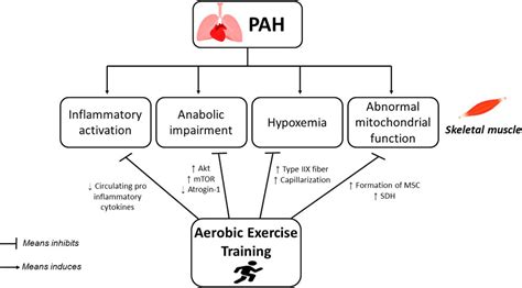 Frontiers Skeletal Muscle Dysfunctions In Pulmonary Arterial