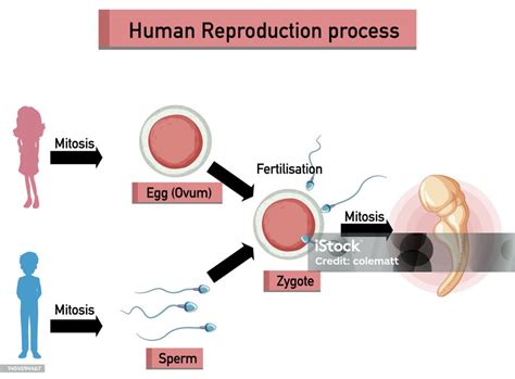 Human Reproduction Process Infographic Stock Illustration Download Image Now Art Biology