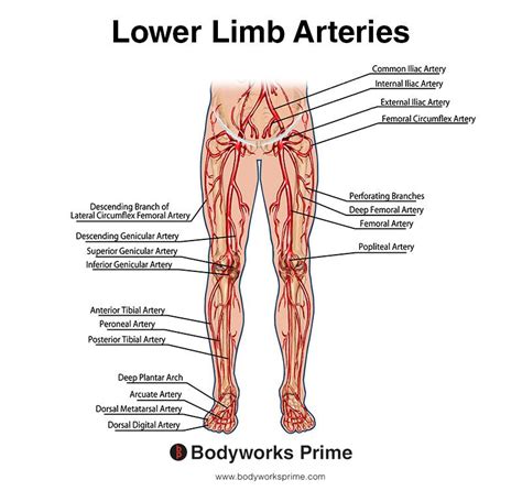 Tibialis Anterior Muscle Anatomy Bodyworks Prime