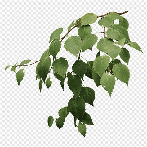 Green Basil Leaves Paper Birch Silver Birch River Birch Leaf Tree
