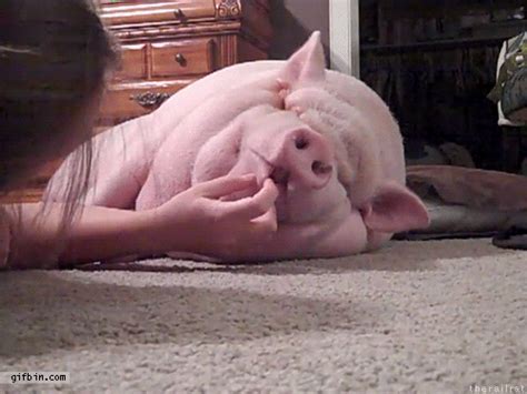 i can t help but think about sex and bacon when i watch this on imgur