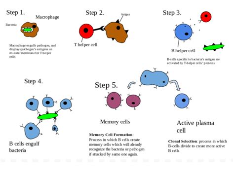 Innate And Adaptive Immunity Concept Map United States Map
