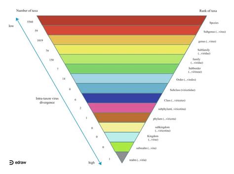 Pin On Taxonomy Chart Templates EdrawMax Editable