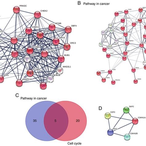 Pathway Enrichment Analysis And PPI Network Construction For A Cell