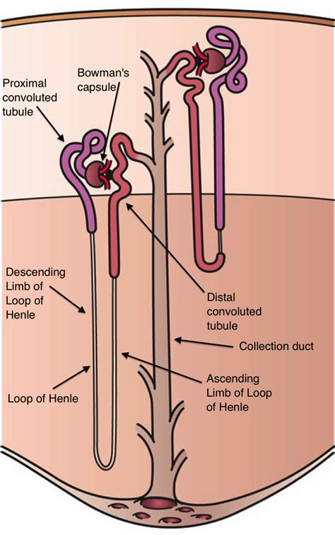 Nephron Wikipedia