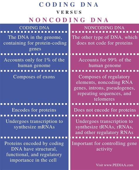 what is the difference between coding and noncoding dna pediaa