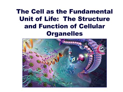 SOLUTION Biochemistry Cell Structure Function Studypool