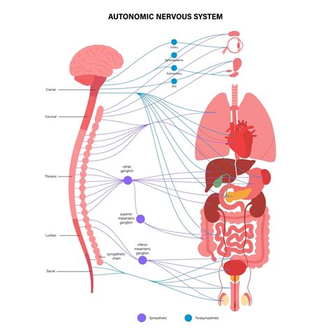 What S Autonomic Nervous System How It Impacts Your Body