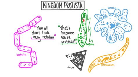 Protista Examples