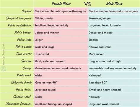 Male Pelvis Vs Female Pelvis Anatomy What Is The Difference
