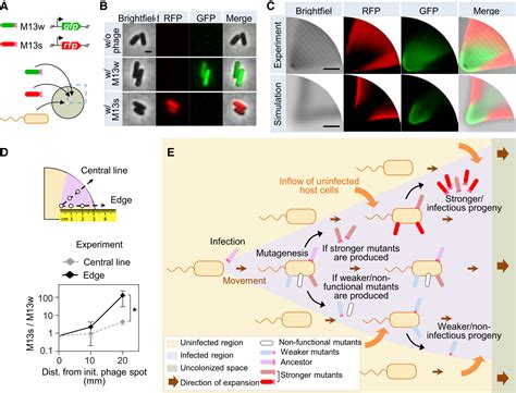 exploiting spatial dimensions to enable parallelized continuous directed evolution molecular