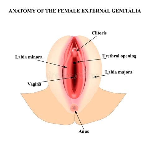 U Ere Weibliche Geschlechtsorgane Anatomische Struktur Der Vulva