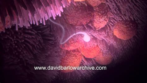 Sperm Swimming In The Fallopian Tube Youtube