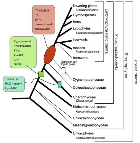 Figure 2 A Phylogenetic Tree IMAGE EurekAlert Science News Releases