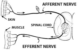 Somatic Nervous System Definition Function Example Video Lesson