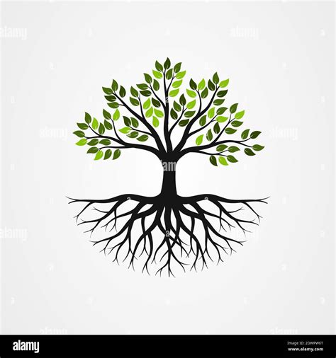 Mangrove Roots Stock Vector Images Alamy