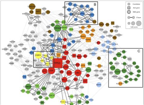 Biological Networks Francisco Rodrigues Pinto