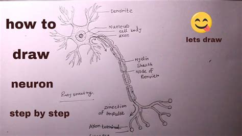 How TO Draw Neuron Step By Step Easy Draw A Neuron Diagram Neuron