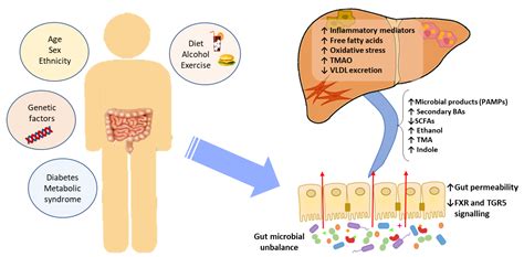 Jcm Free Full Text A Role For Gut Microbiome Fermentative Pathways In Fatty Liver Disease
