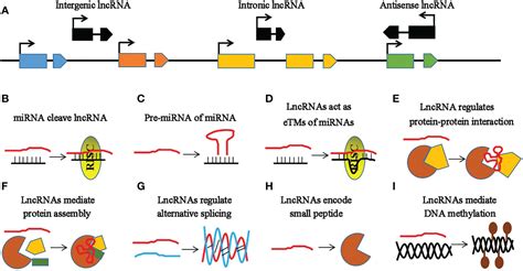 Frontiers Plant Non Coding RNAs Function In Pollen Development And