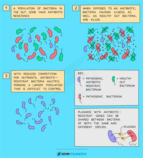 IB DP Biology SL复习笔记6 3 5 Antibiotic Resistance 翰林国际教育