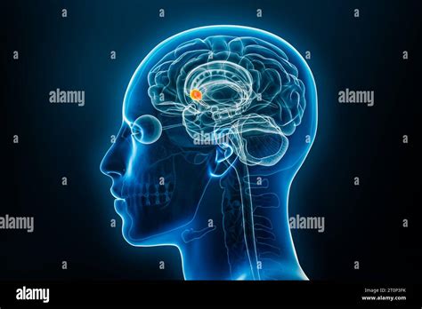 Nucleus Accumbens In The Brain X Ray 3D Rendering Illustration Human
