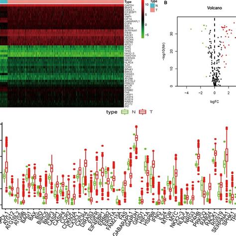 Functional Annotation Of Differentially Expressed Autophagyrelated