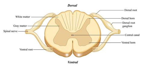 Spinal Cord Anatomy Cross Section