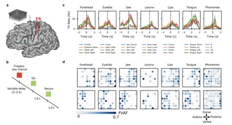 stanford researchers develop incredible brain computer interface system converting speech