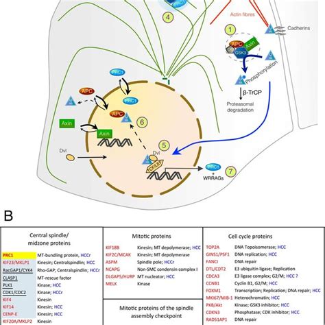 The Wnt β catenin pathway regulation by subcellular Download