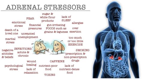 Adrenal Fatigue And Leaky Gut Heal The Adrenals And Help Heal The Gut