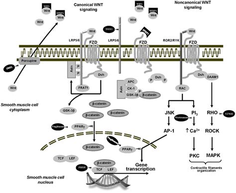 Schematic representation of the canonical Wnt β catenin and