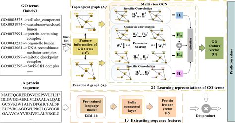 figure 1 from adaptive multi view graph convolutional network for gene ontology annotations of