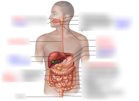 Overview Of Digestive System Part 2 Diagram Quizlet