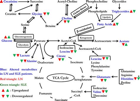 Schematic Representation Of Altered Metabolic Pathways In LN And SLE