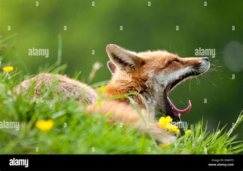 Rotfuchs Vulpes Vulpes Füchsin Gähnen Im Morgenlicht Captive Lifton Devon Uk Mai