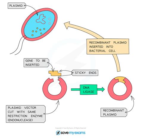 edexcel igcse biology double science 复习笔记 5 3 1 the process of genetic engineering