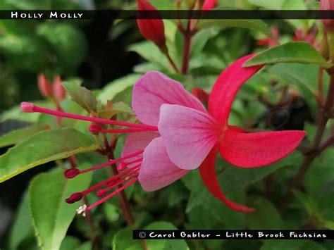Holly Molly Fuchsiafinder