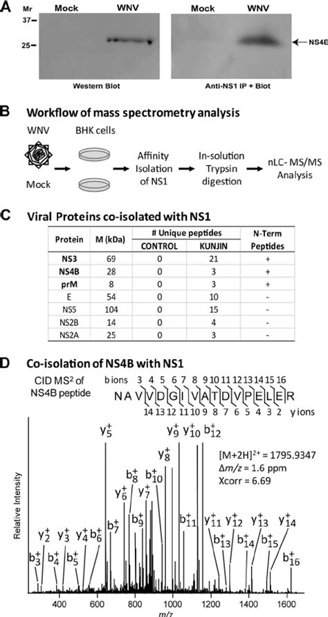 Physical Interaction Between NS1 And NS4B A Coimmunoprecipitation