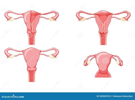 Set Of Female Reproductive System Uterus In Different Styles And Cross