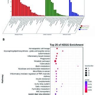 Functional Analysis Of LncRNA Target Genes A GO Enrichment Analysis