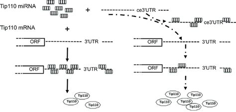 Schematic Of Tip110 Regulation Mechanism Through MiRNAs And CeRNA