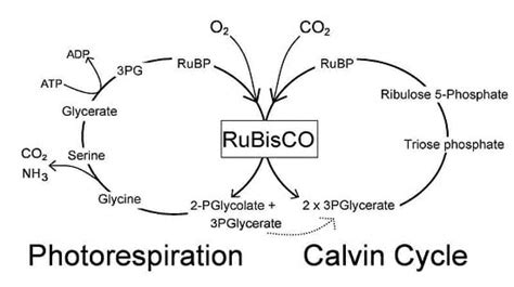 Everything You Need To Know About The Calvin Cycle BIOLOGY JUNCTION